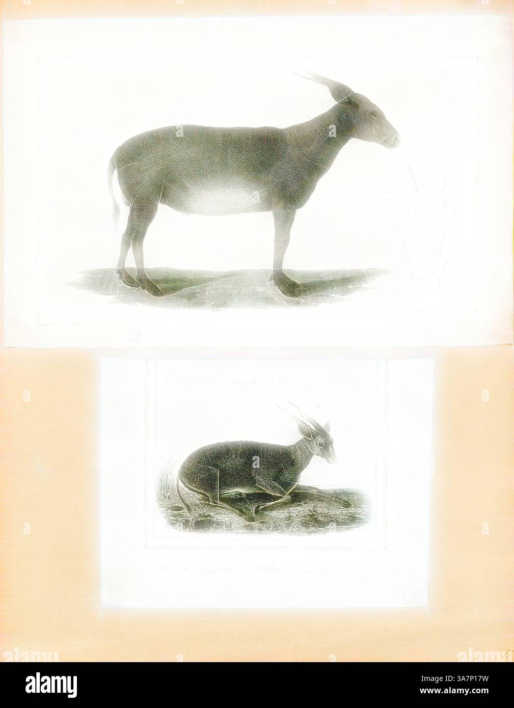 Two detailed illustrations of antelopes hi-res stock photography and ...