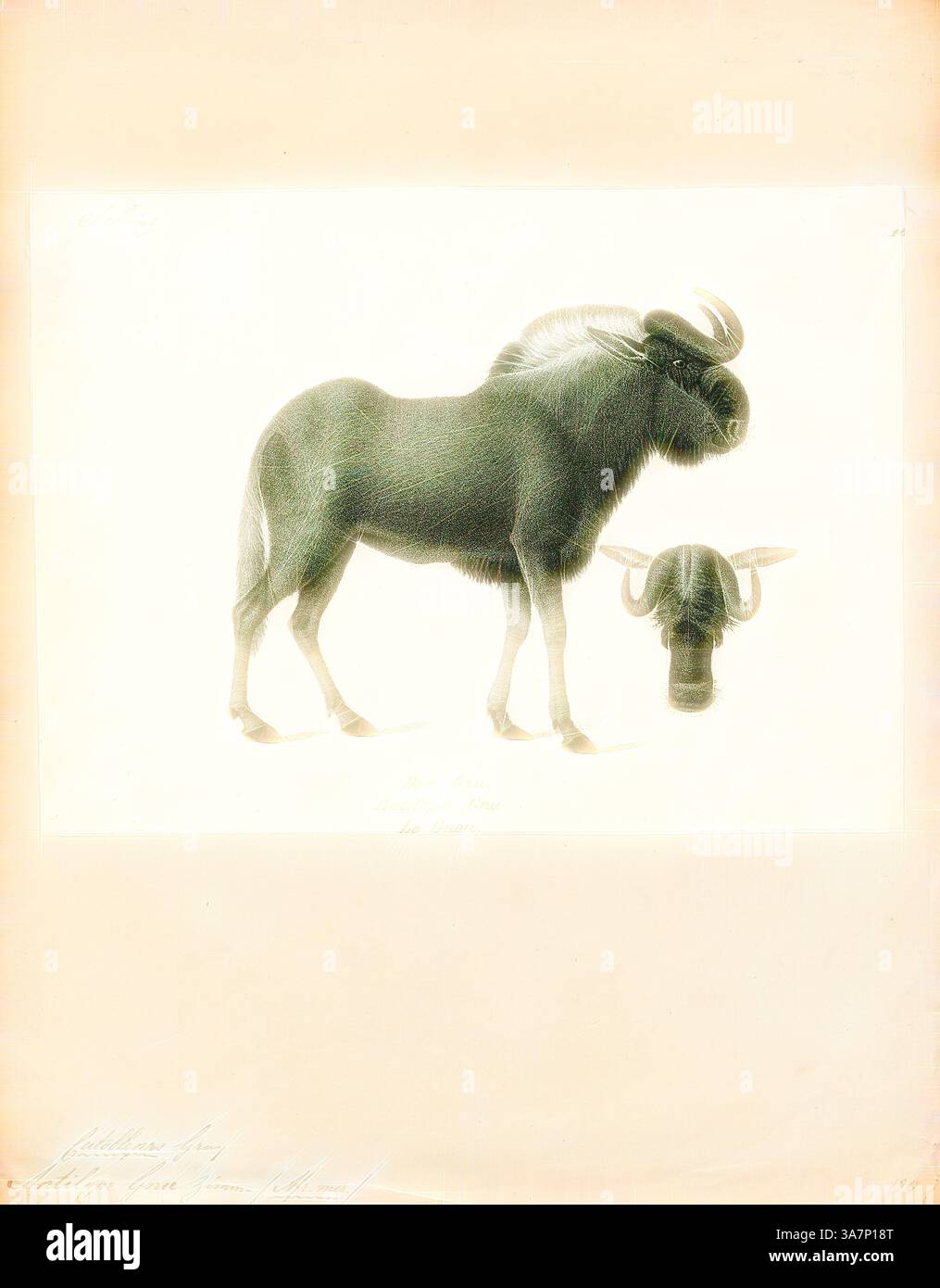 A detailed illustration depicting a bison, showcasing its distinctive ...