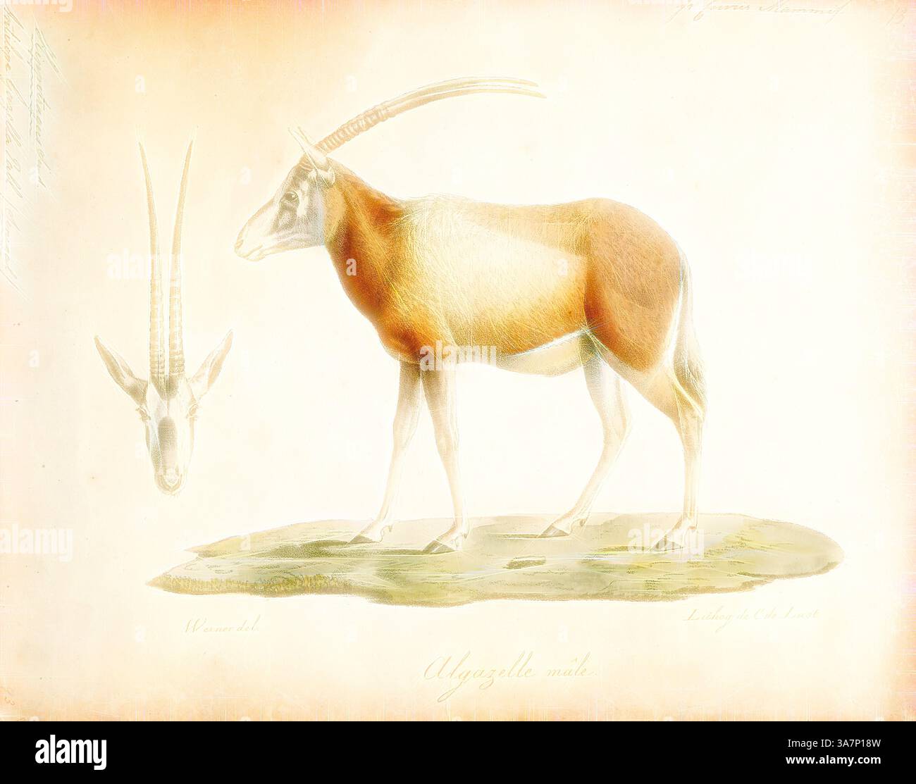 A depiction of an Arabian Oryx, showcasing its distinct features with ...