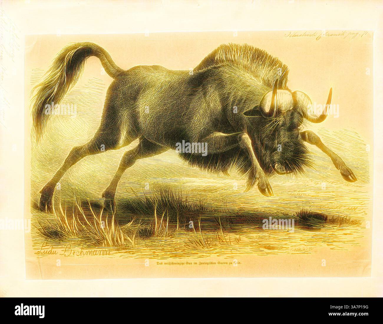 A powerful wildebeest captured mid-leap, showcasing its robust physique ...
