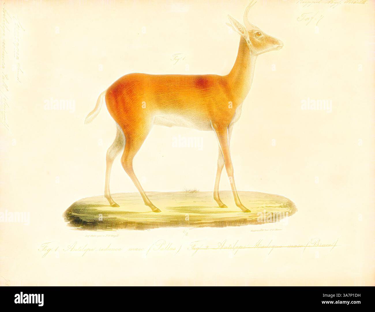 A graceful antelope stands in profile, showcasing its slender legs and ...