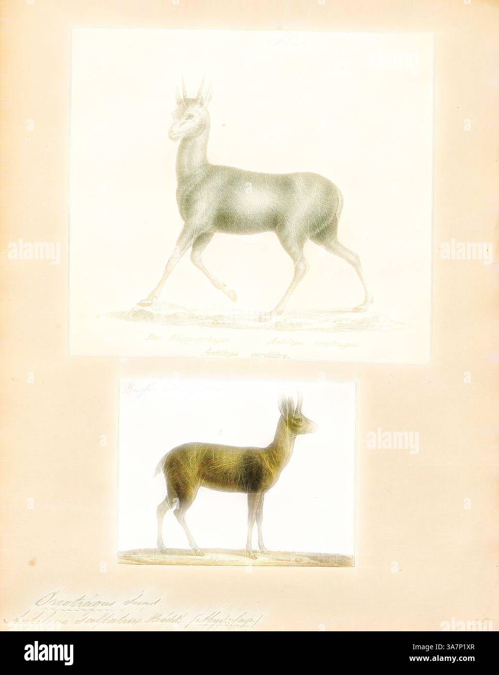 Two distinct antelope species hi-res stock photography and images - Alamy