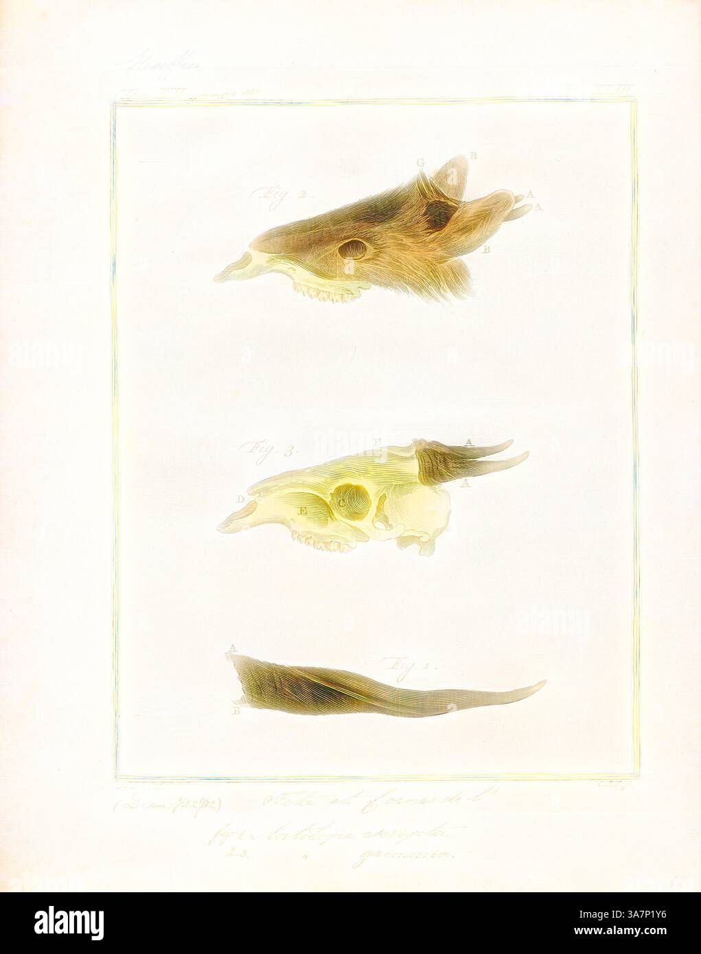 Unique skull structures hi-res stock photography and images - Alamy