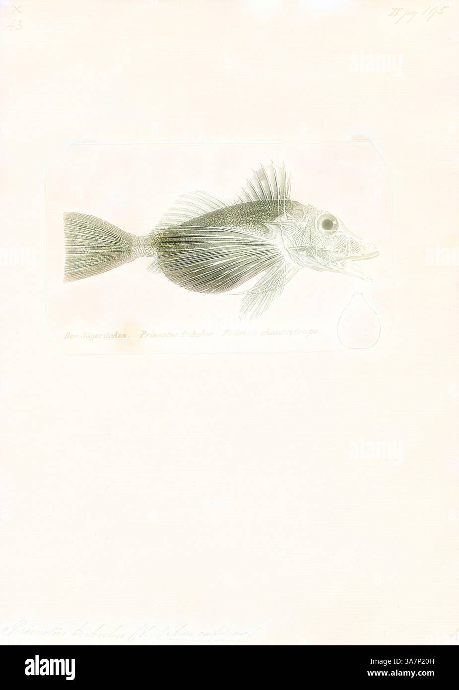 A detailed illustration of a fish, showcasing its intricate fins and ...