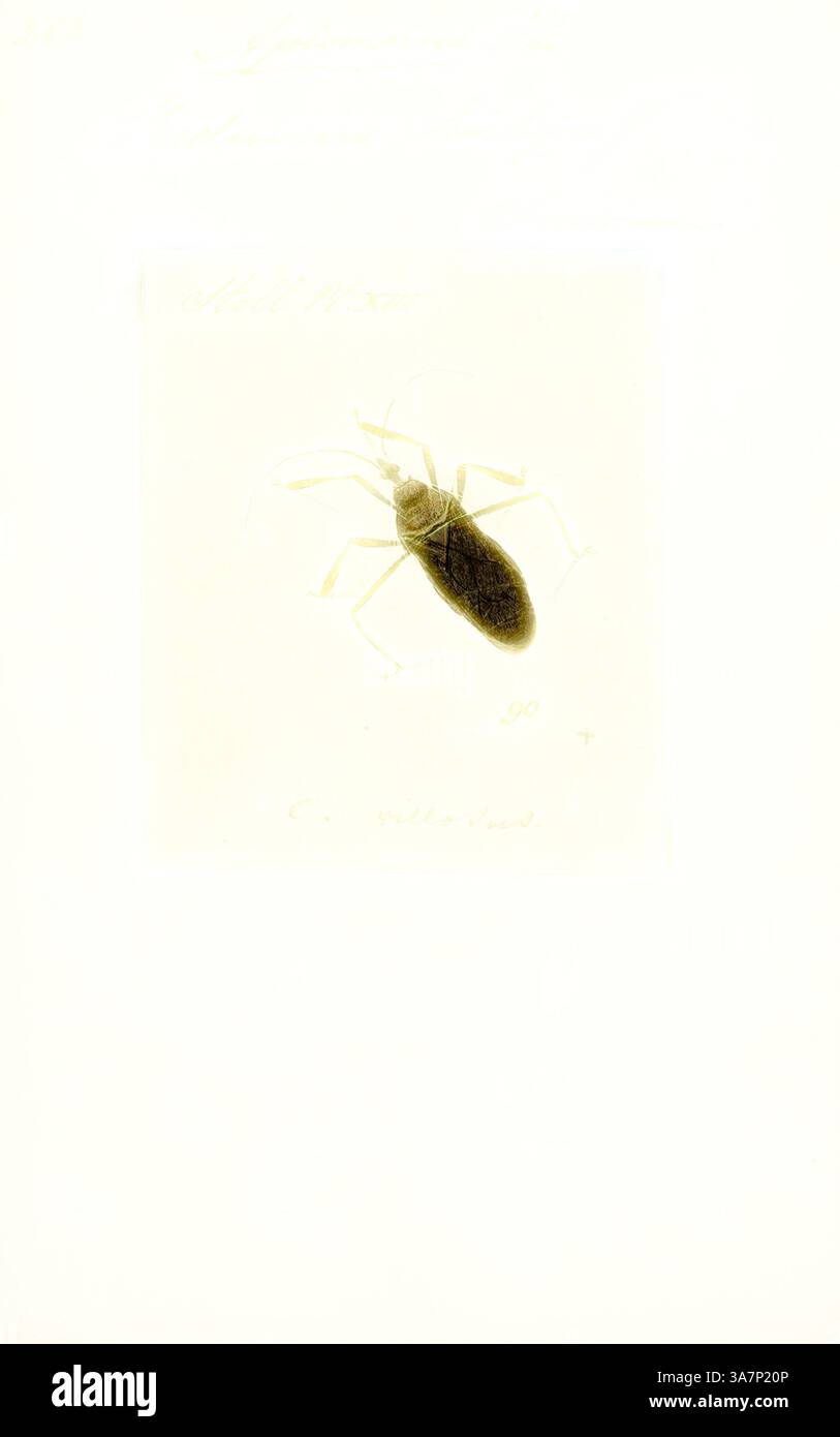 An artistic depiction of an insect, showcasing its detailed body ...