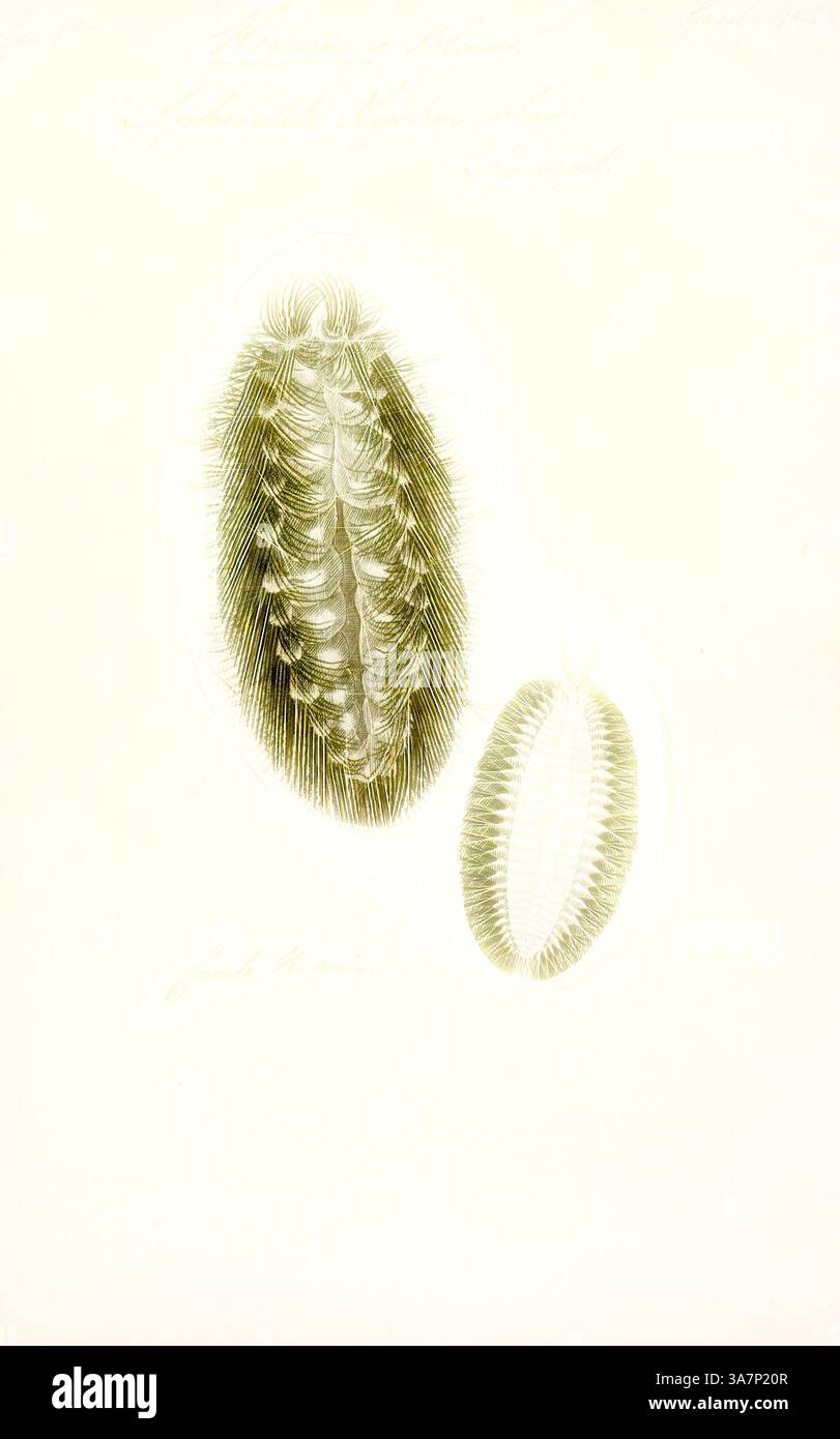 A detailed illustration showcasing two distinct shell forms ...