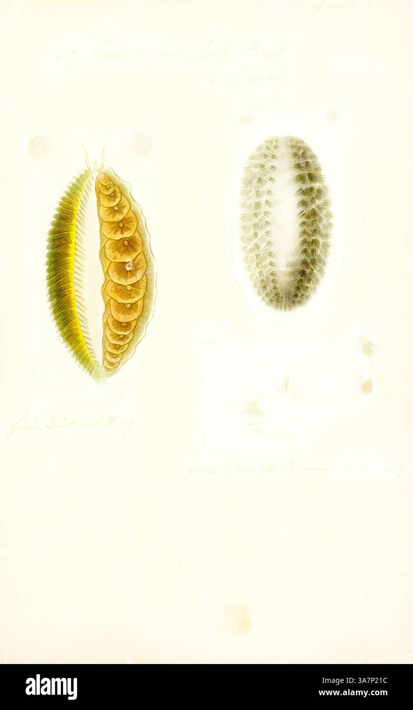 The illustration showcases detailed studies of a caterpillar and its ...
