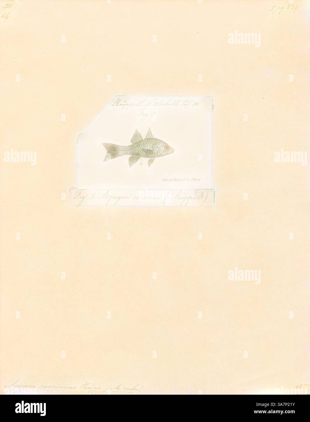 A detailed illustration of a fish, accompanied by scientific ...