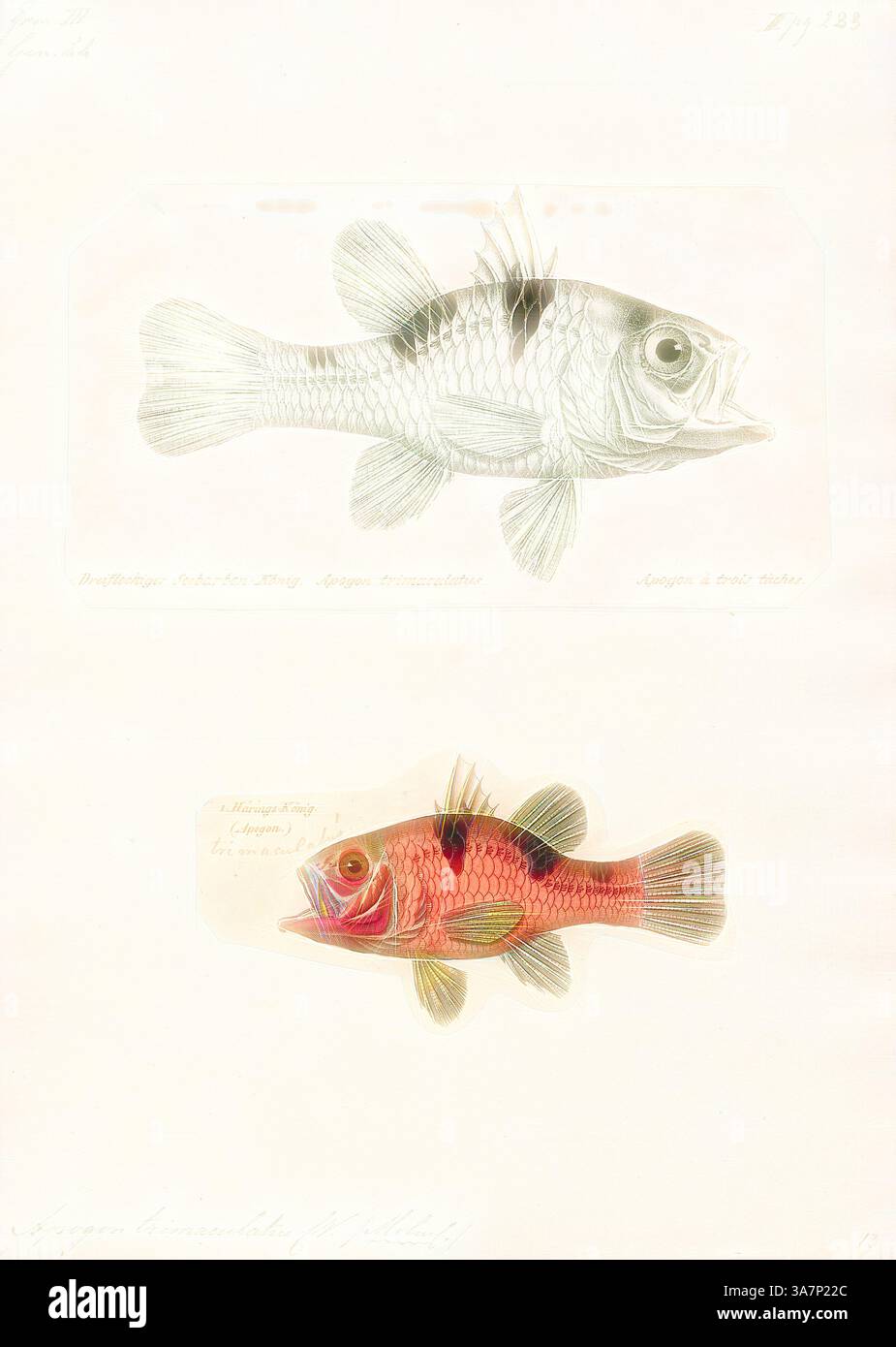 Detailed illustration of three distinct fish species hi-res stock ...