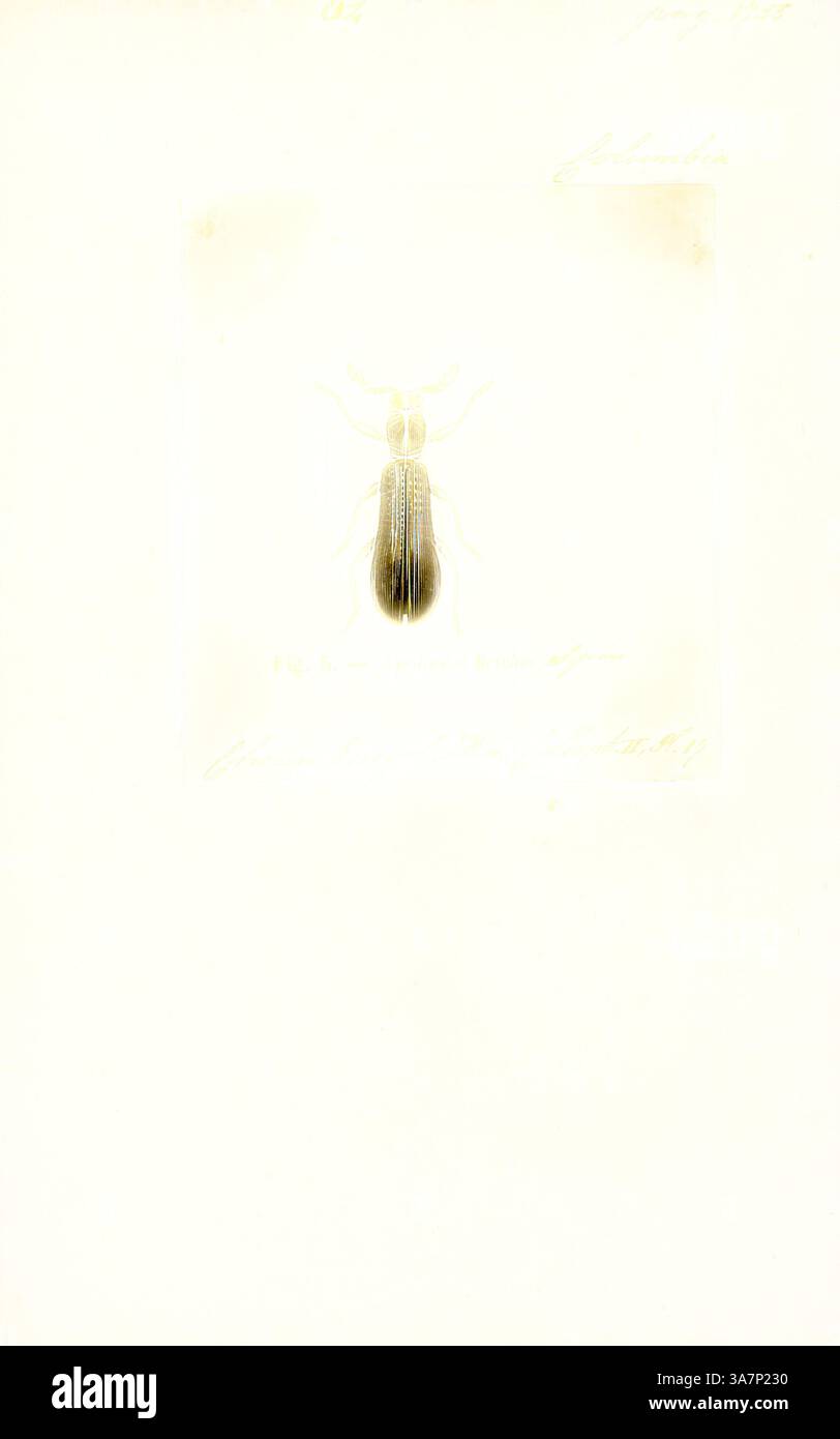 A close-up view of a beetle specimen, showcasing its detailed anatomy ...