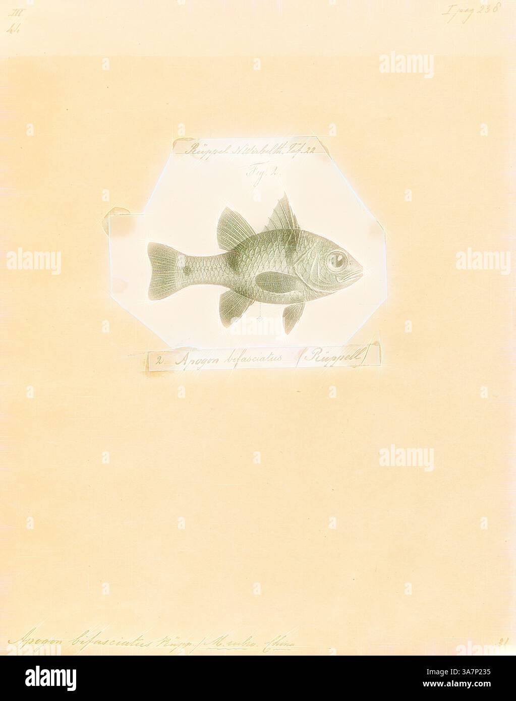 A detailed illustration of a fish, labeled "Serranus atricauda ...