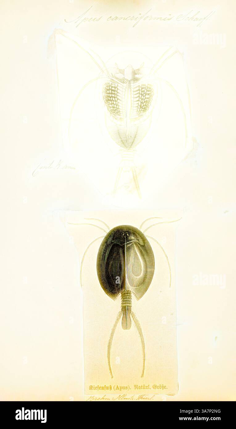 An illustration depicting a detailed study of a marine creature ...