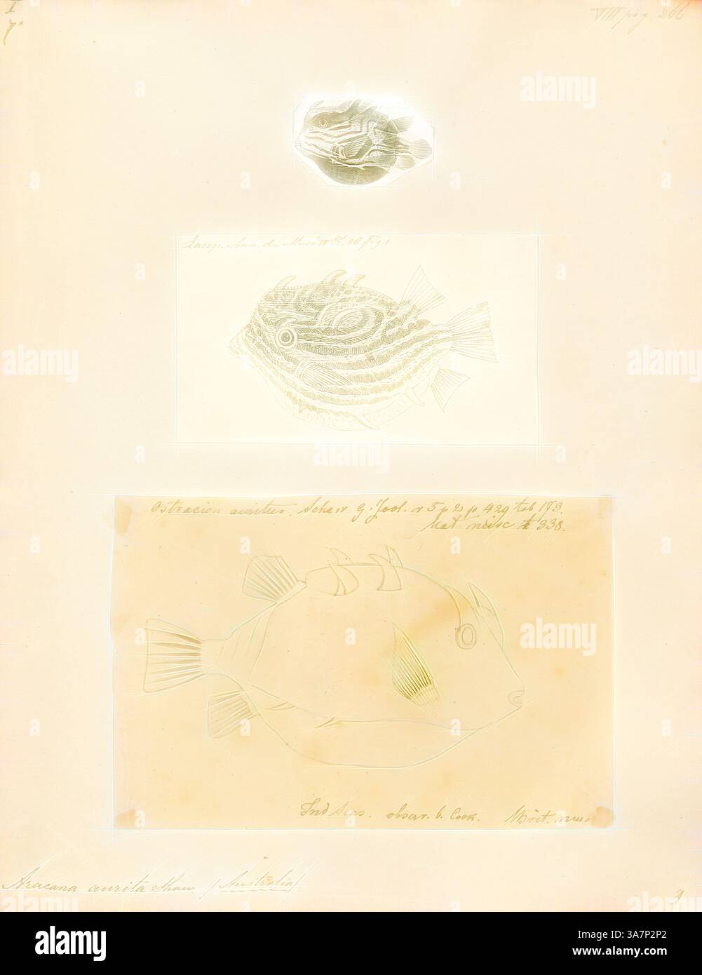 Collection of intricate fish illustrations hi-res stock photography and ...