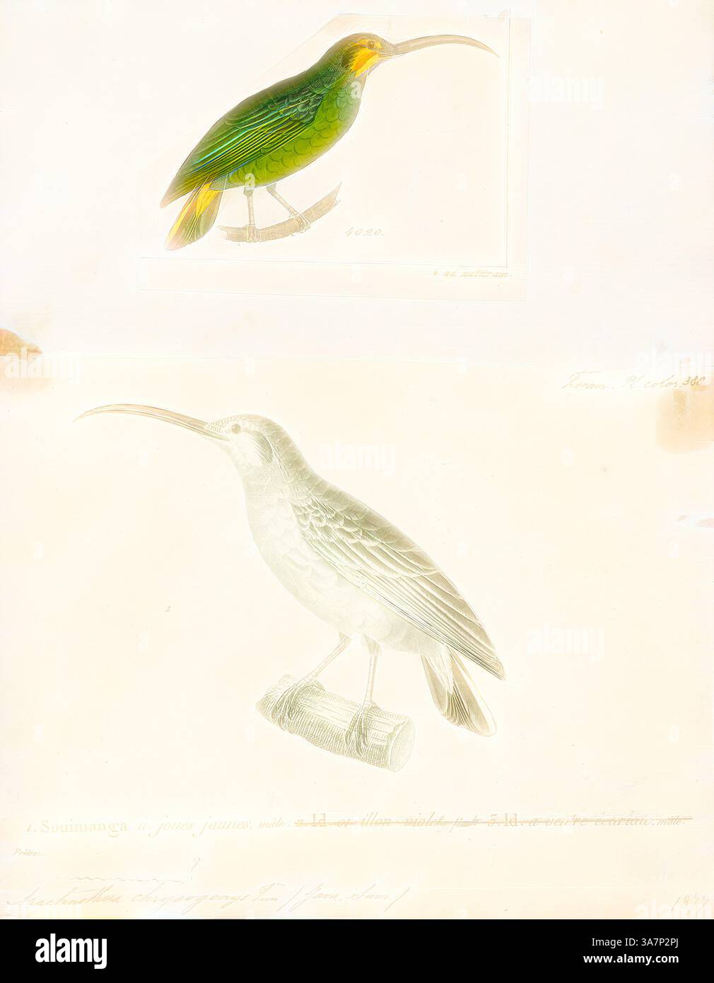 An illustration showcasing two species of hummingbirds, one vividly ...