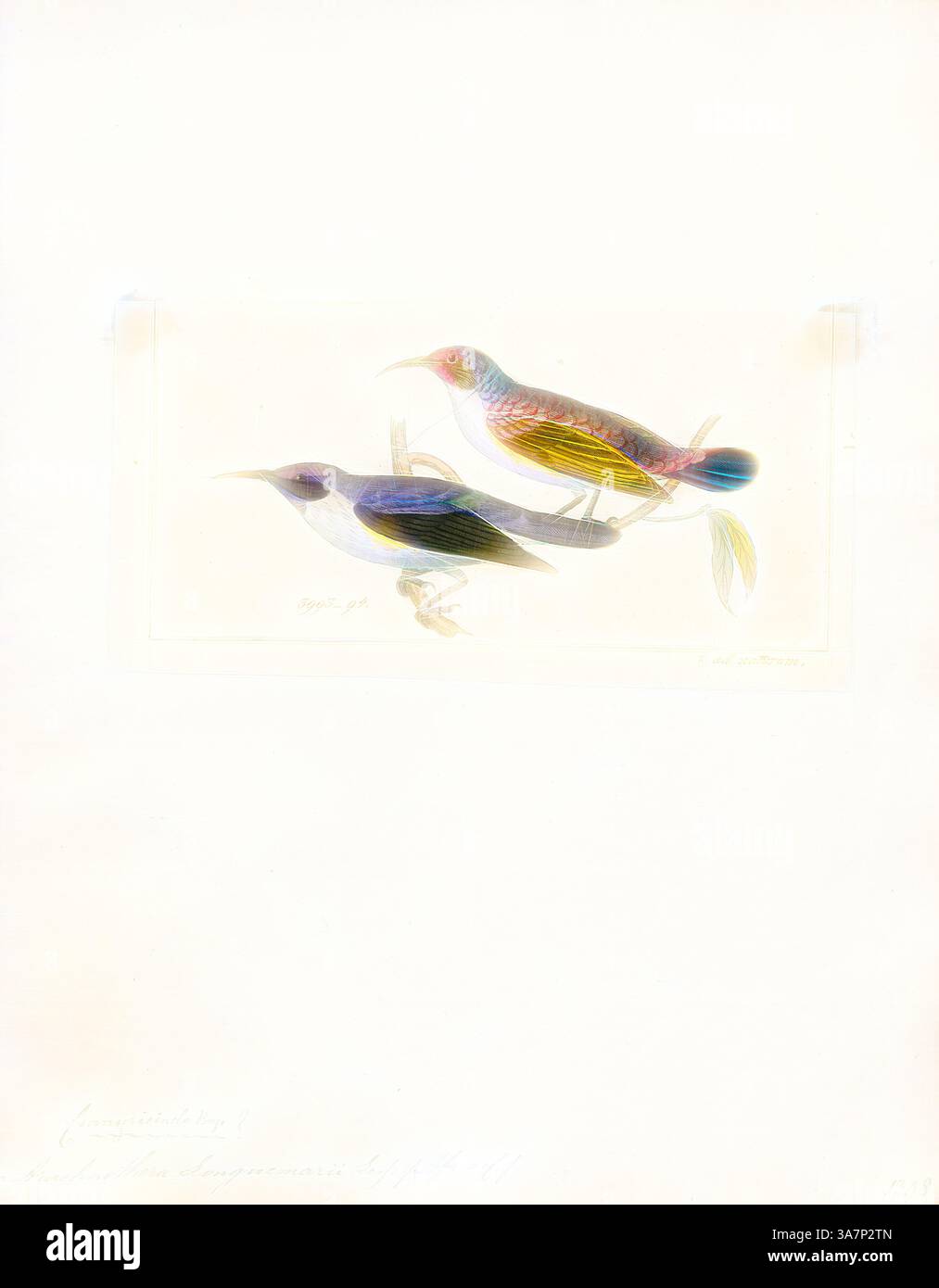 Two intricately illustrated birds are depicted, showcasing a vibrant ...