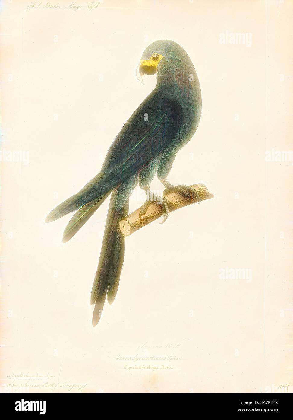 Beautifully illustrated parrot hi-res stock photography and images - Alamy