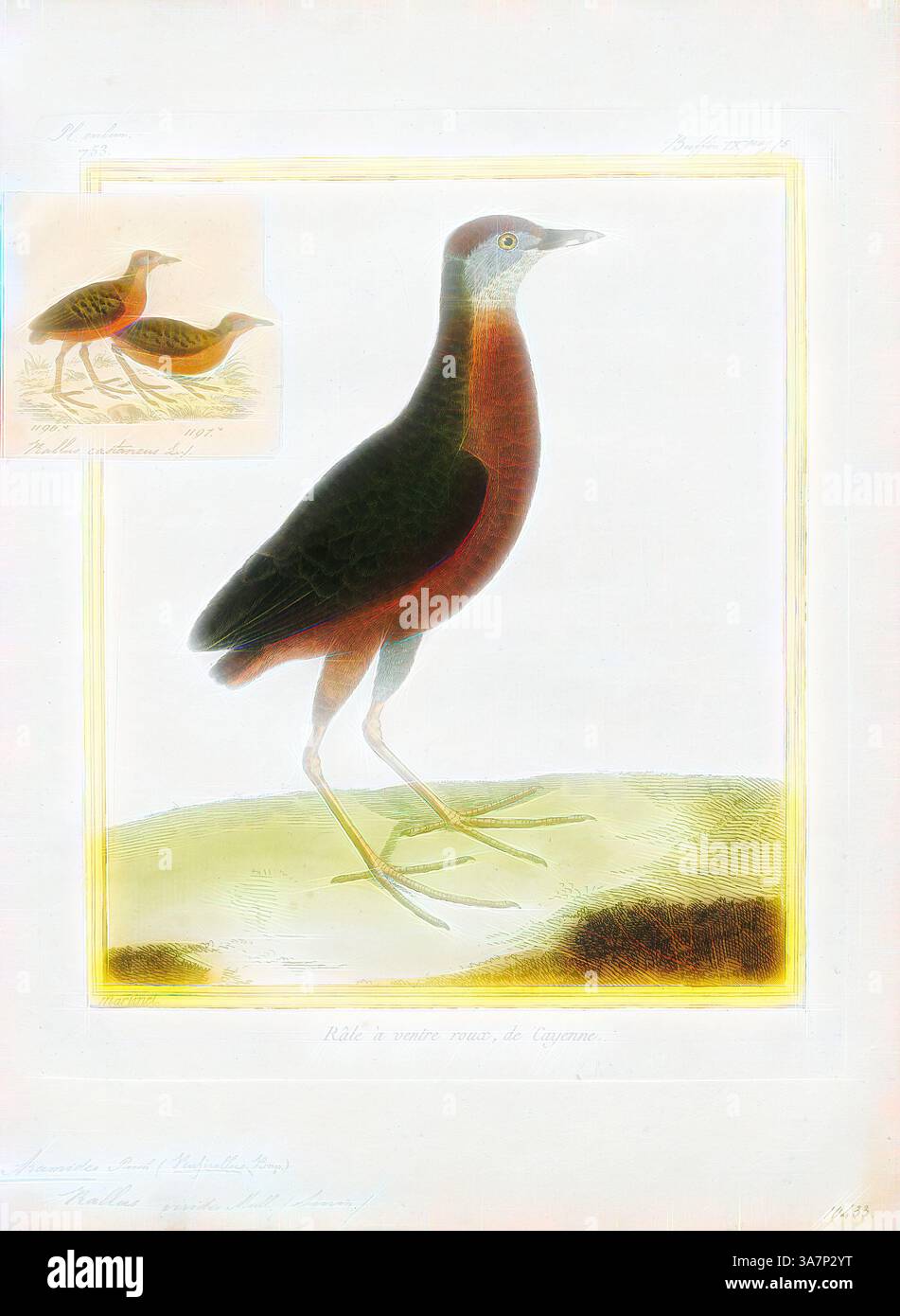 Illustration features two slender birds hi-res stock photography and ...