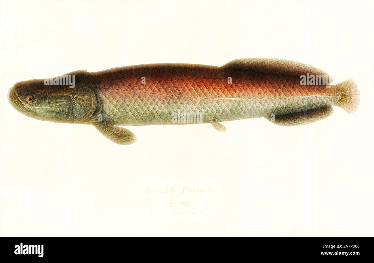 An intricately detailed illustration of a fish, showcasing its ...