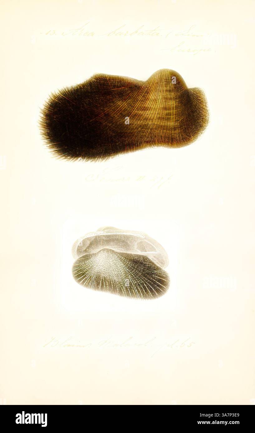 A detailed illustration of two distinct shell forms, showcasing ...