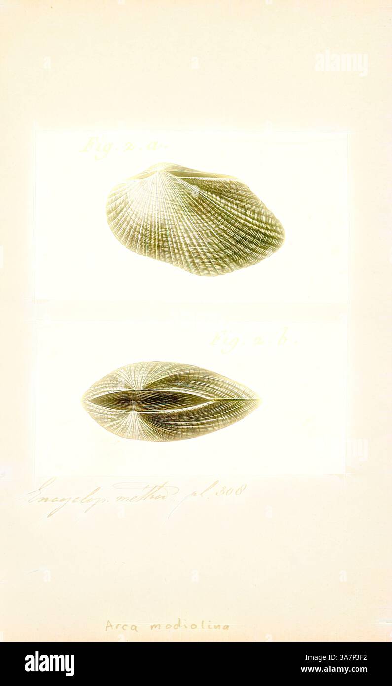 A detailed illustration of two shell specimens, labeled as "Fig. a" and ...