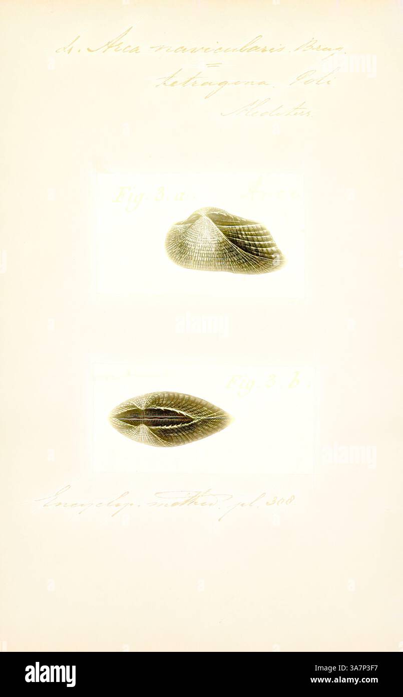 An illustration showcasing two distinct shell specimens, labeled with ...