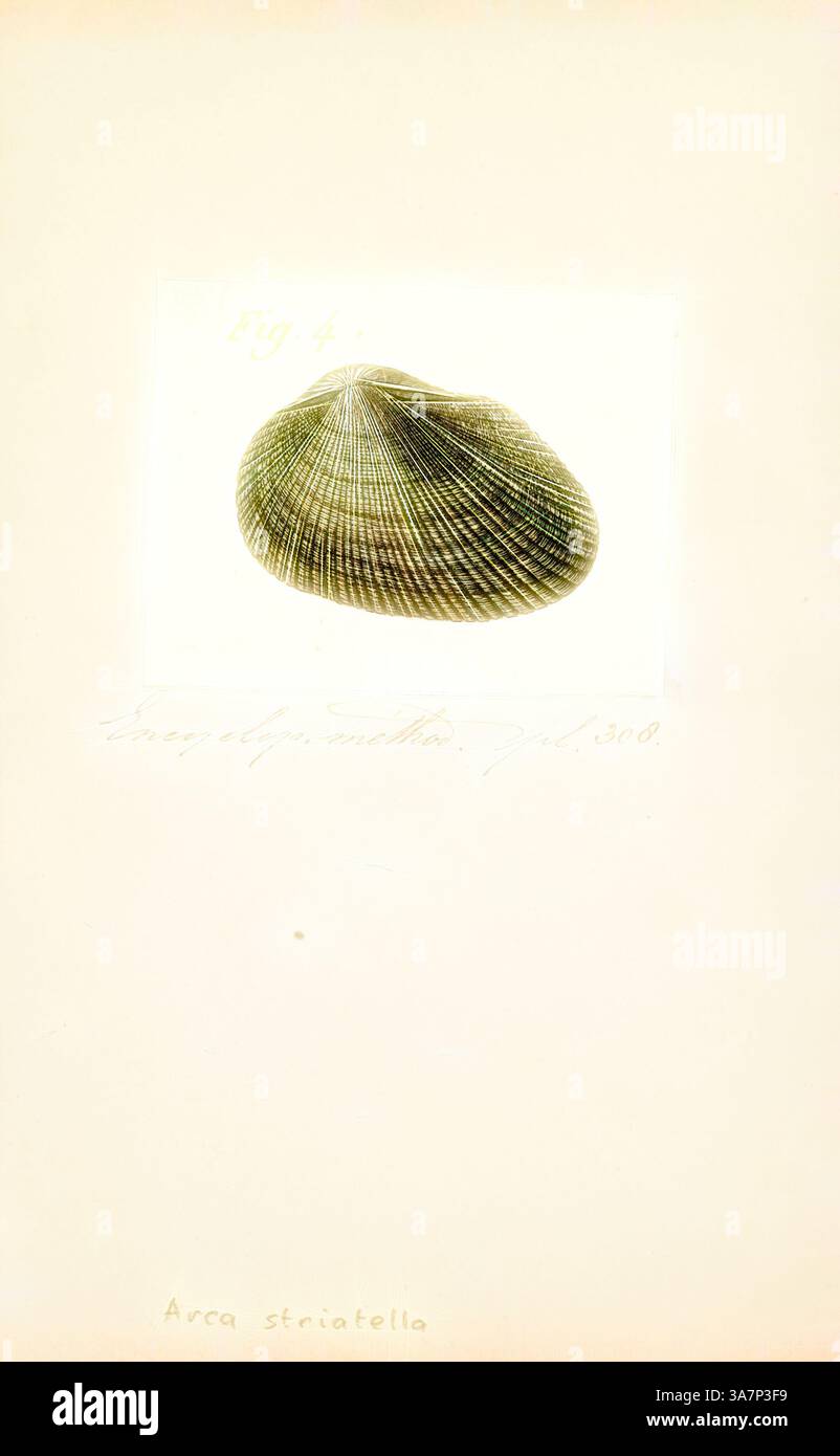 A detailed depiction of a shell, showcasing its textured surface and ...