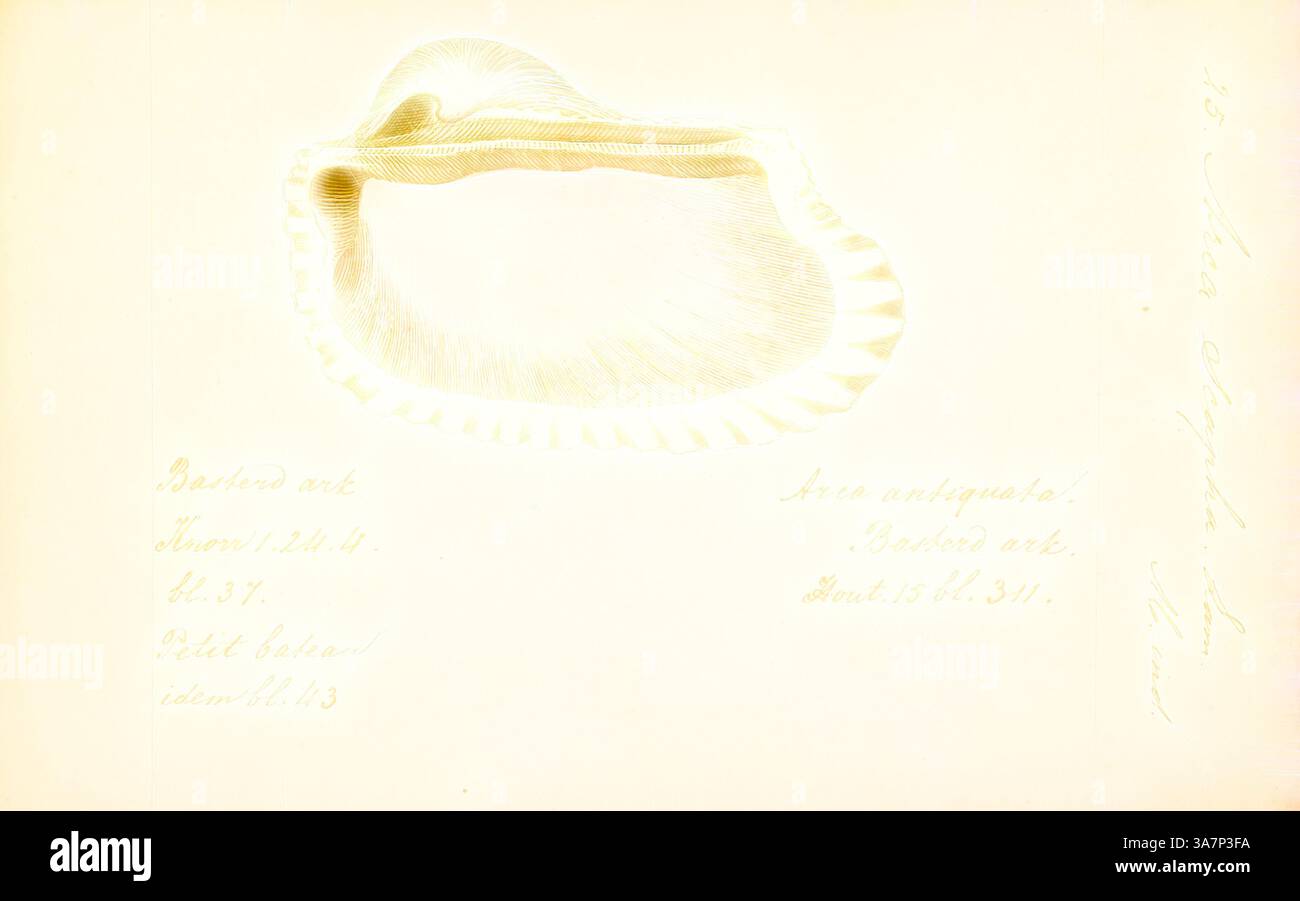 A delicate illustration of a scallop shell, featuring intricate details ...