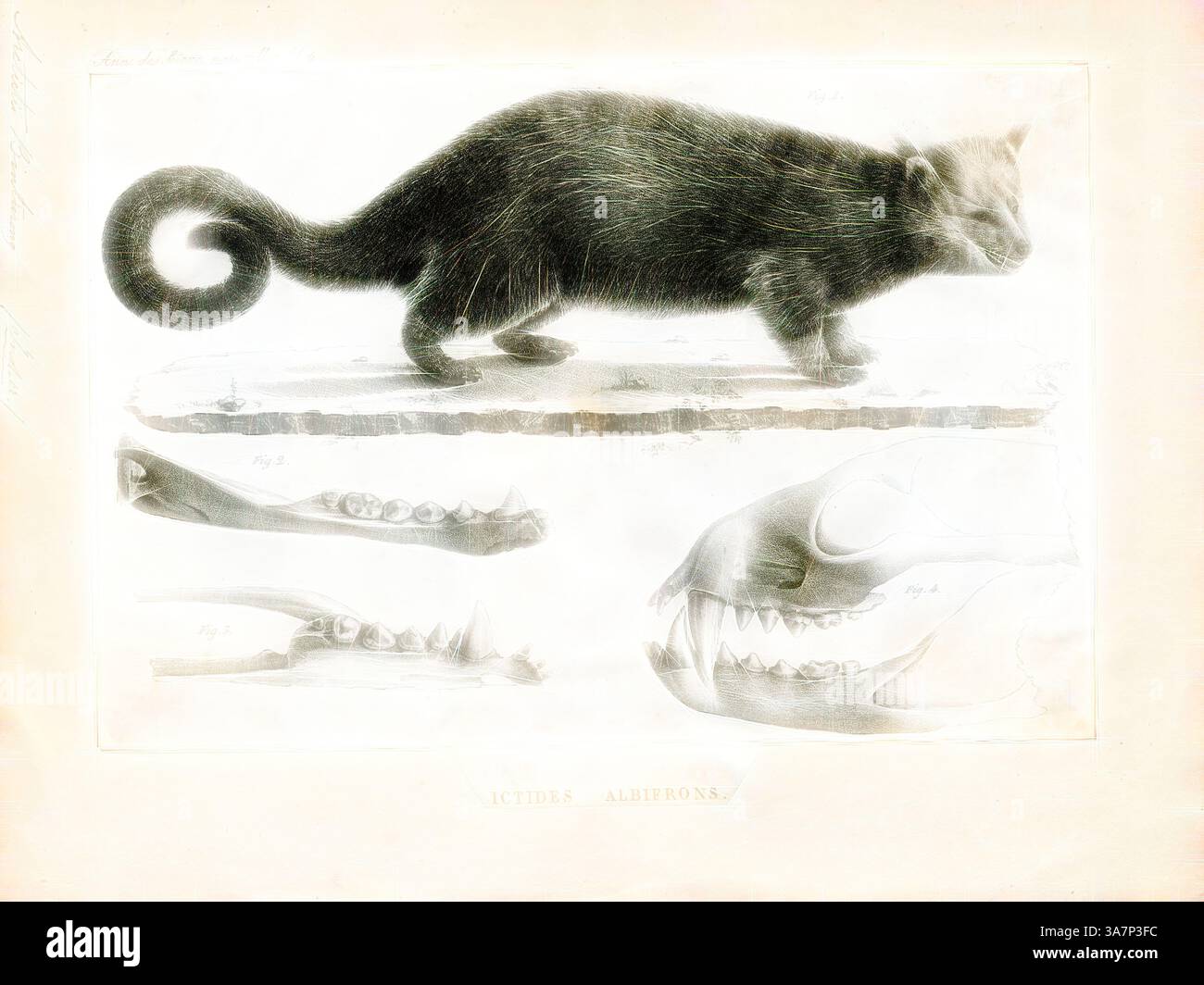 A detailed illustration of a small feline-like creature, showcased in ...