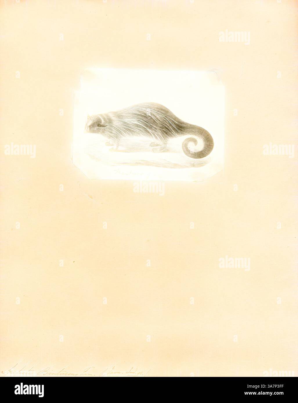 A small, furry creature with a long, curled tail is depicted in a ...