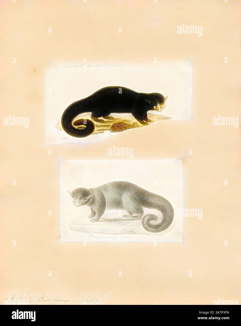 Lighter toned animal hi-res stock photography and images - Alamy