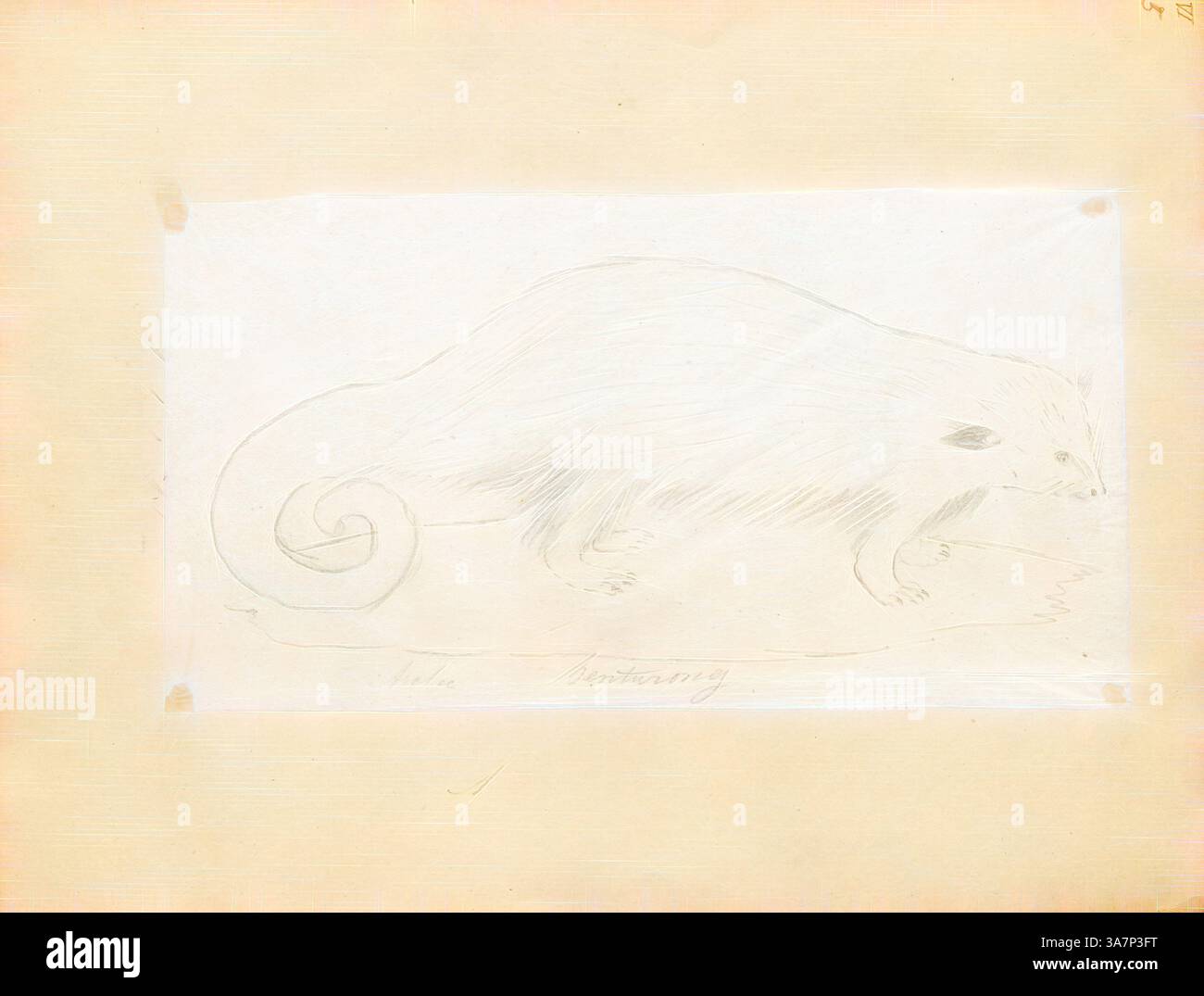 Drawing captures subtle textures hi-res stock photography and images ...