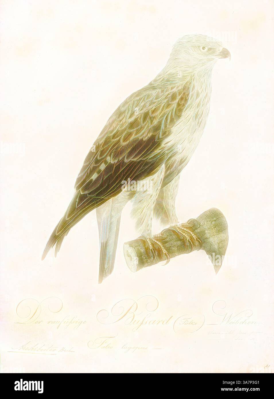 A detailed illustration of a hawk perched on a wooden branch ...