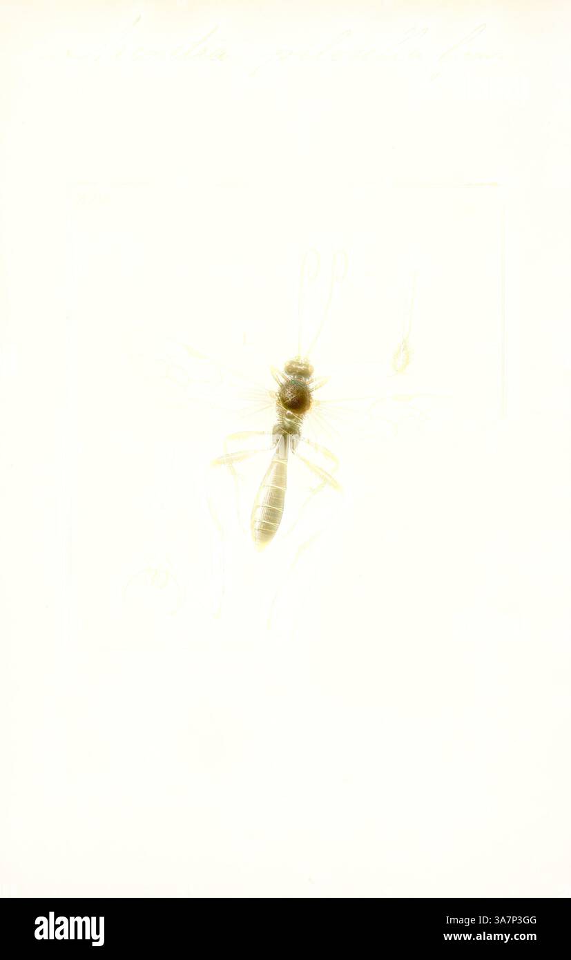 A delicate, translucent insect is centered on a light background ...