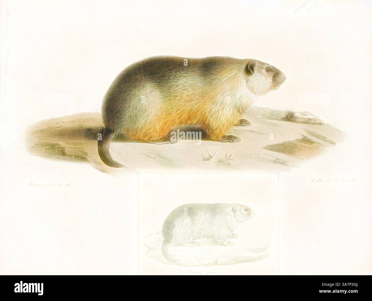 A detailed illustration of a large rodent, showcasing its rounded body ...