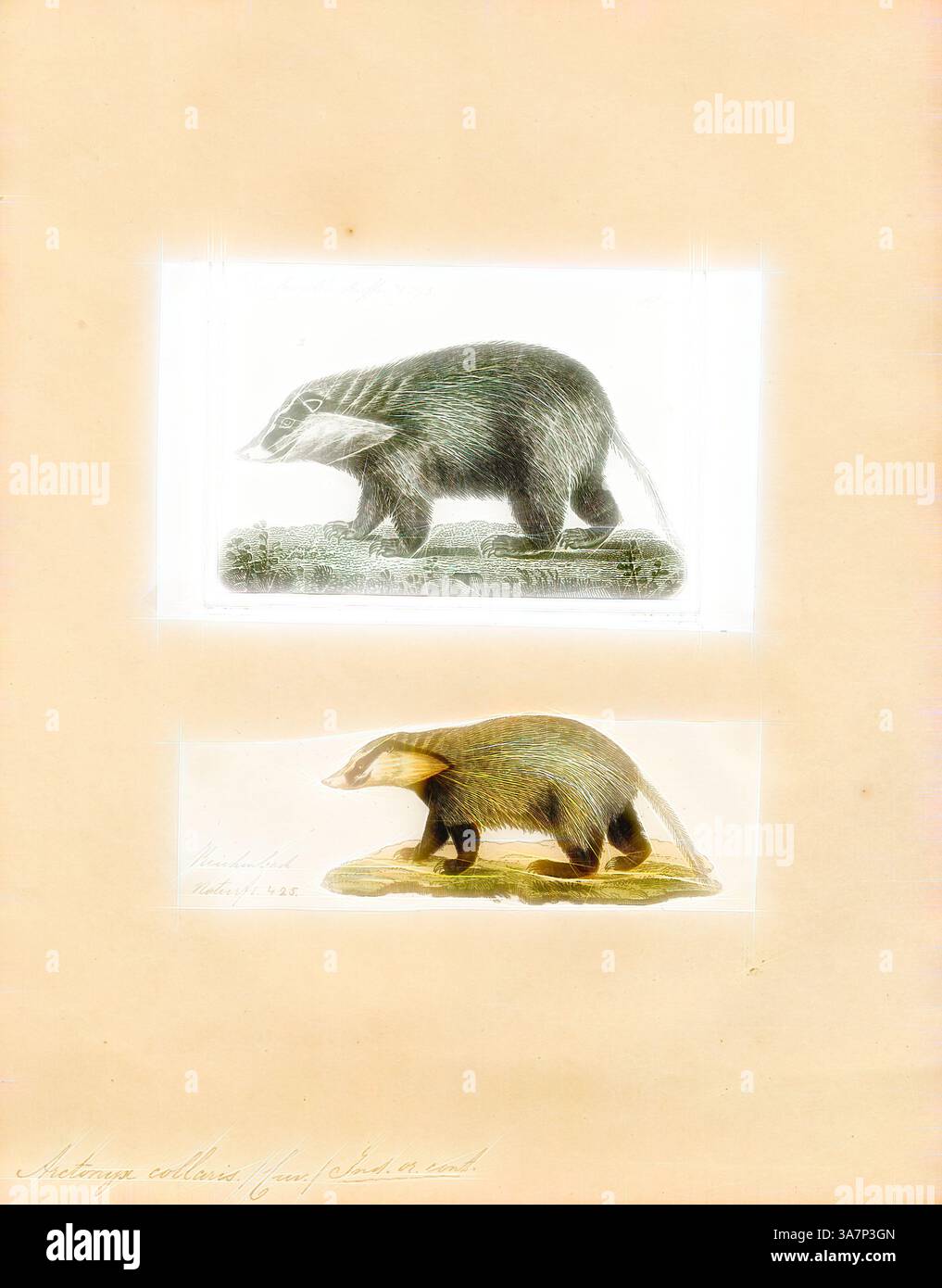 The illustration features two distinct species of badgers, showcasing ...