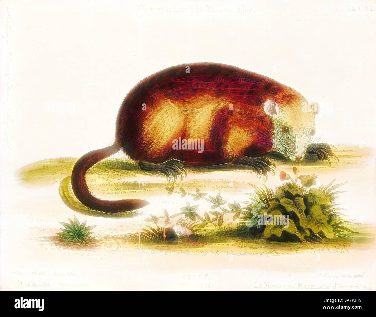 A detailed illustration of a large rodent, featuring a round body with ...