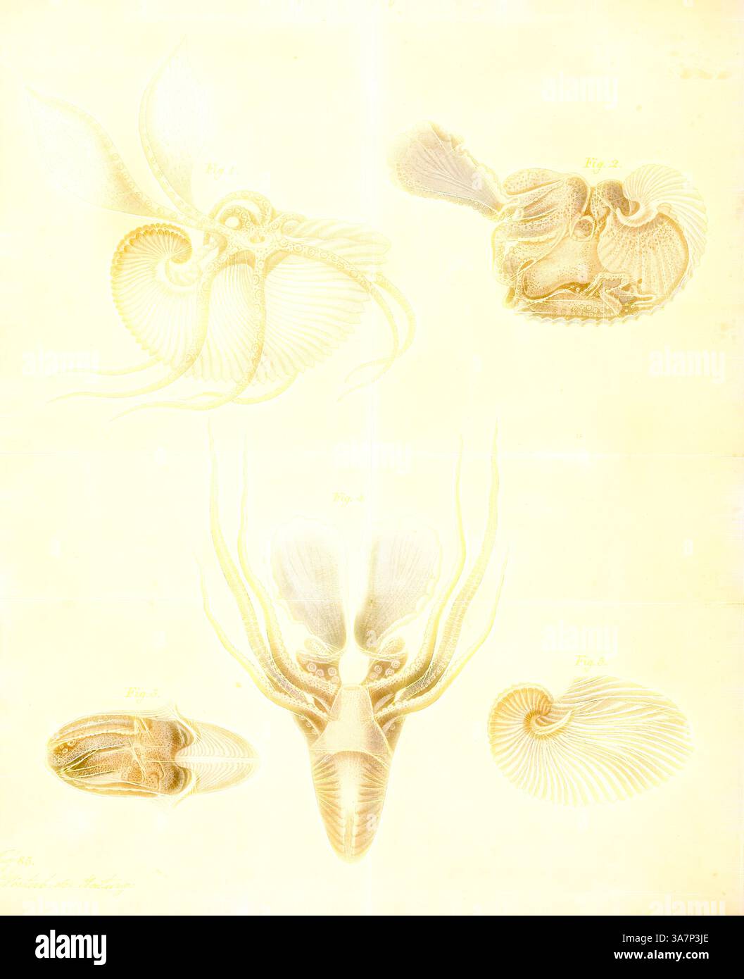 An illustration featuring various cephalopods, including detailed ...