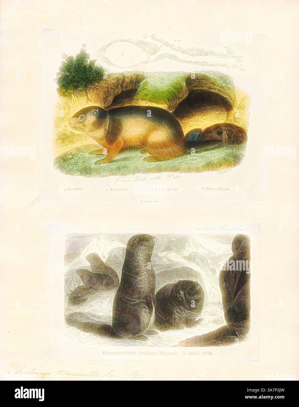 The scene features two illustrations depicting different species of ...