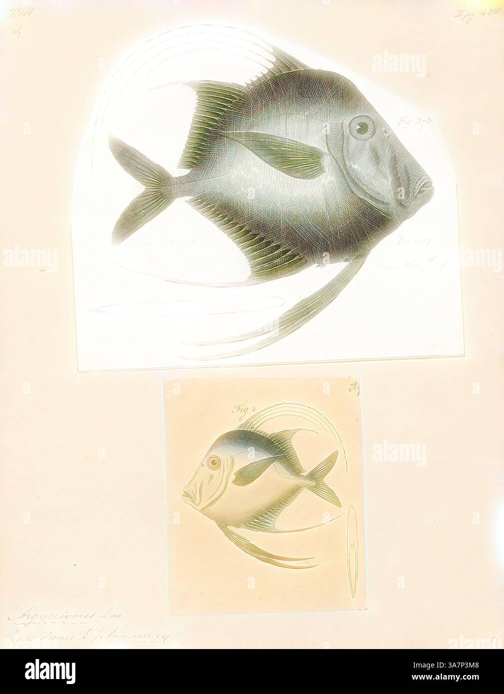 Two detailed illustrations of fish, showcasing their unique shapes and ...
