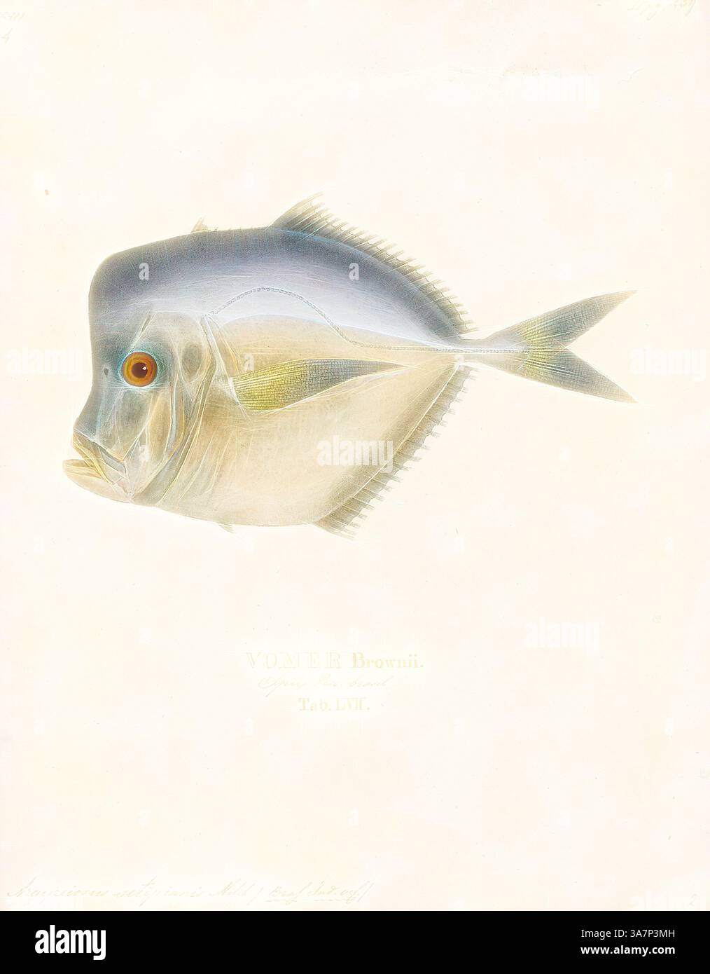 A detailed illustration of a fish, showcasing its unique profile with ...