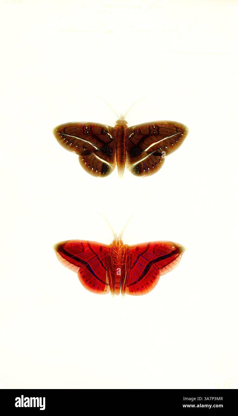 Two striking moths are positioned one above the other, showcasing their ...