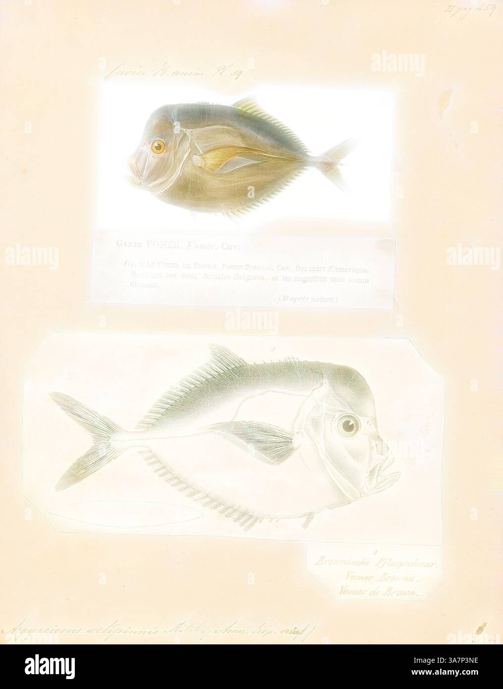 A detailed illustration of two fish species, featuring intricate line ...