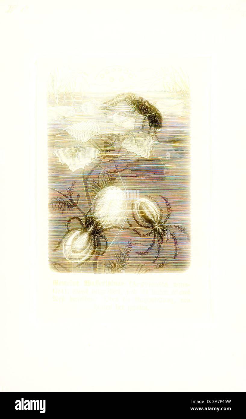 A detailed illustration featuring various types of spiders situated ...