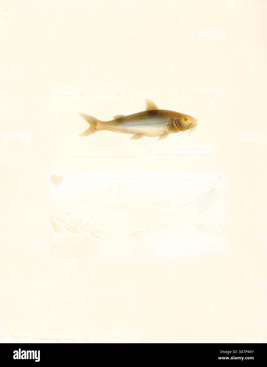 A detailed illustration features two depictions of a fish, one in ...