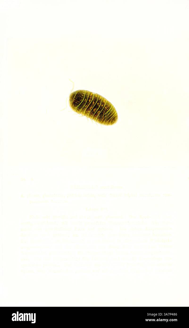 A small, elongated creature with a segmented body, displaying distinct ...