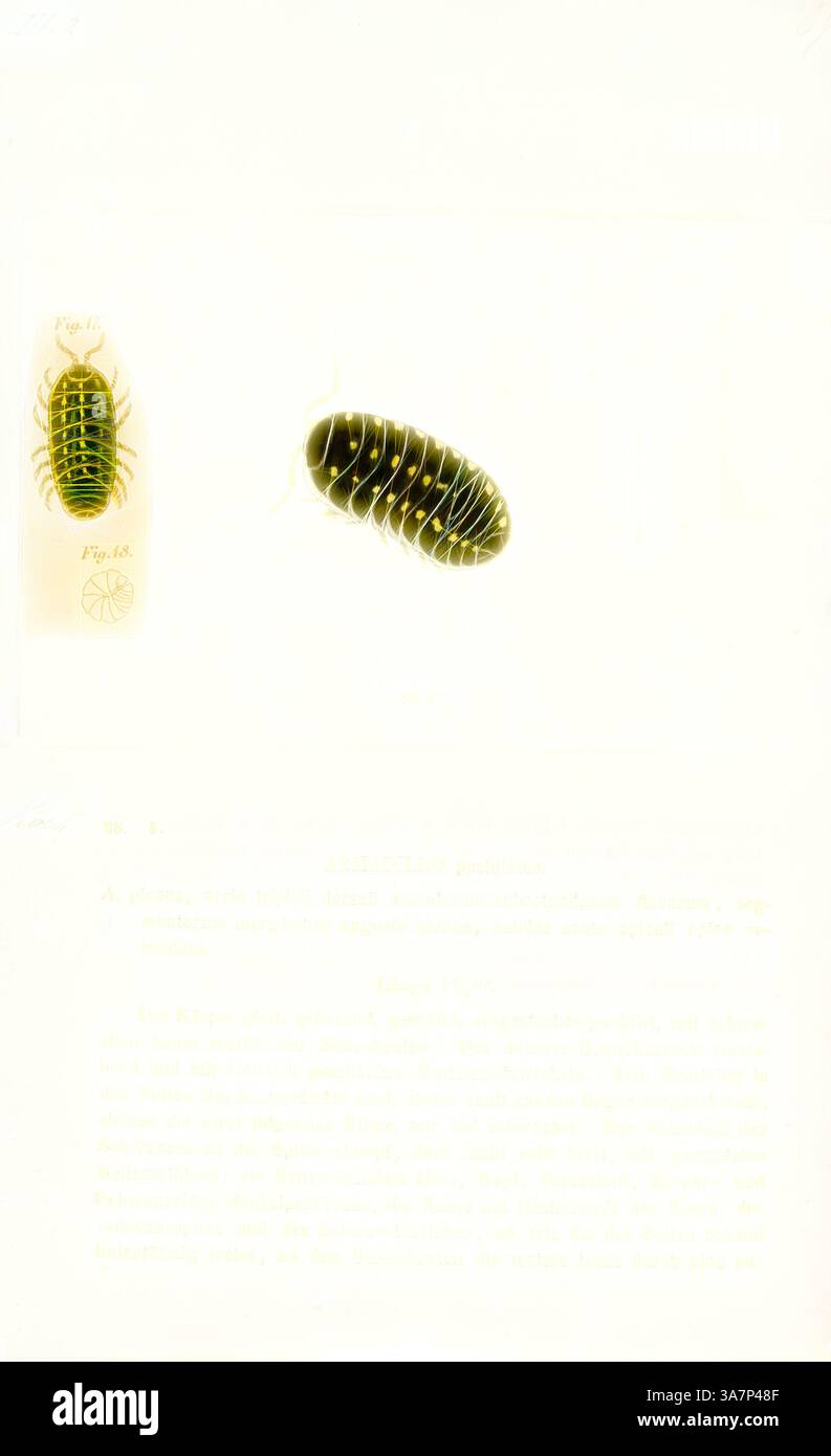 Potato bug book hi-res stock photography and images - Alamy