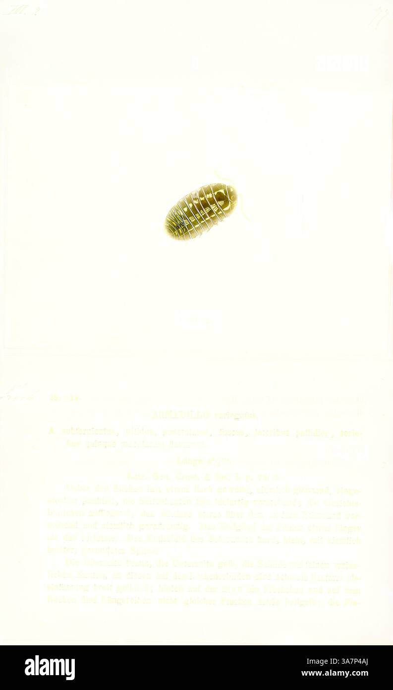 Potato bug book hi-res stock photography and images - Alamy