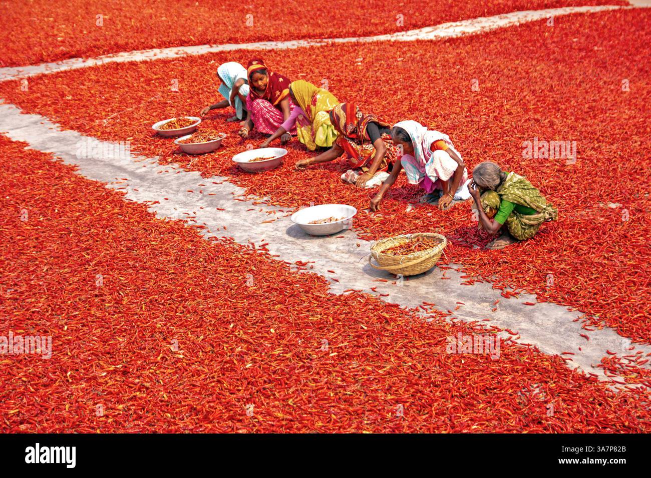Farmers work on the process of drying chili peppers under the sun in a drying field. The chili ...