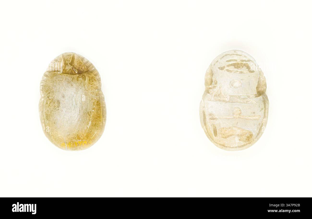 Two polished shells sit side by side, showcasing their smooth, glossy ...