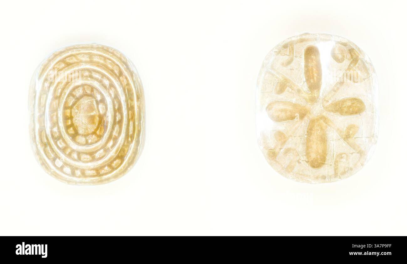 Oval gemstones showcase intricate patterns hi-res stock photography and ...